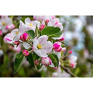 TriStar Plants - Fuji Apple Tree - 1 Gallon Pot - No Ship California, Semi Dwarf, Full Sun, Fruit Bearing, Edible, Cold Hardy, Heat Tolerant, Self Fertile, Red Apple