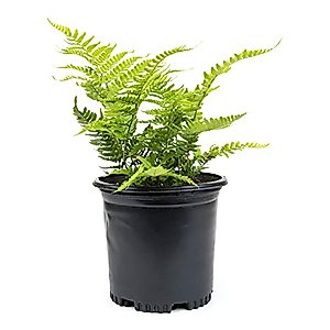 Autumn Fern Plants Live Outdoor Plants, Fern Plant Live Plants Outdoor Live Fern Potting Soil, Landscape Edging Perennial Plants for Shade, Outdoor Plants Live Ferns for Outdoors by Plants for Pets