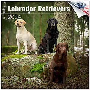 2023 2024 Labrador Retriever Calendar Mixed - Dog Breed Monthly Wall Calendar - 12 x 24 Open - Thick No-Bleed Paper - Giftable - Academic Teacher's Planner Calendar Organizing & Planning - Made in USA