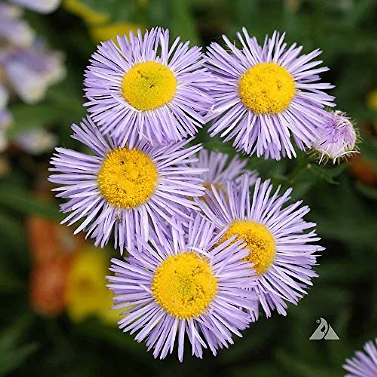 Outsidepride Erigeron Azure Fairy, Showy Daisy, Aspen Fleabane Garden Cut Flowers - 1000 Seeds