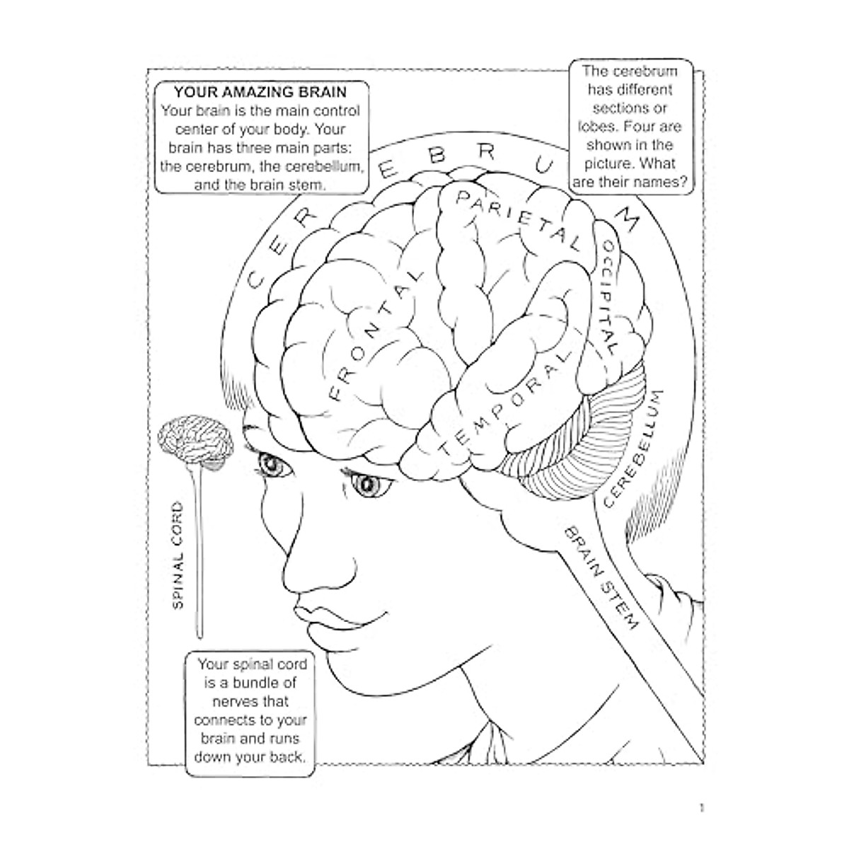 My First Book About the Brain (Dover Science For Kids Coloring Books)