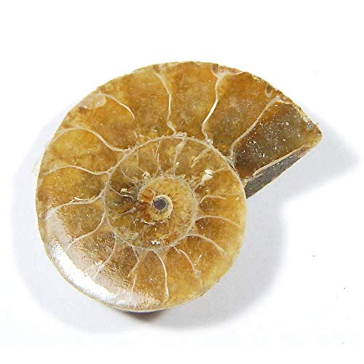 XUETZALCOATL Padmanaabhah Sudarshan Shaligram from Kali Gandaki 1 pcs