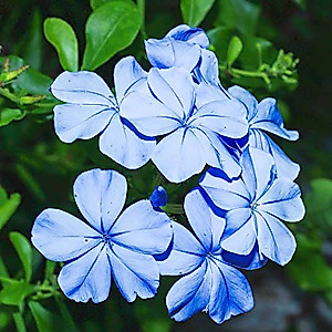YEGAOL Garden 10Pcs Blue Plumbago Seeds Perennial Leadwort Non-GMO Hardy Home Garden Plant Flower Seeds