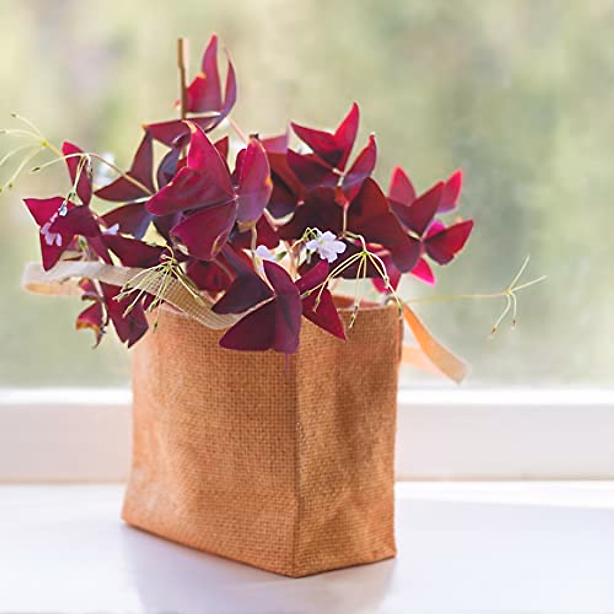 Easy to Grow Oxalis Triangularis 'Purple Shamrocks' Plant Bulbs (20 Pack) - Dark Purple Foliage & Light Pink Flowering Blooms for Indoor or Outdoor Gardens