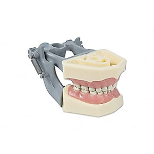 Dental Anatomy Pediatric Typodont Model 760 with Removable Teeth