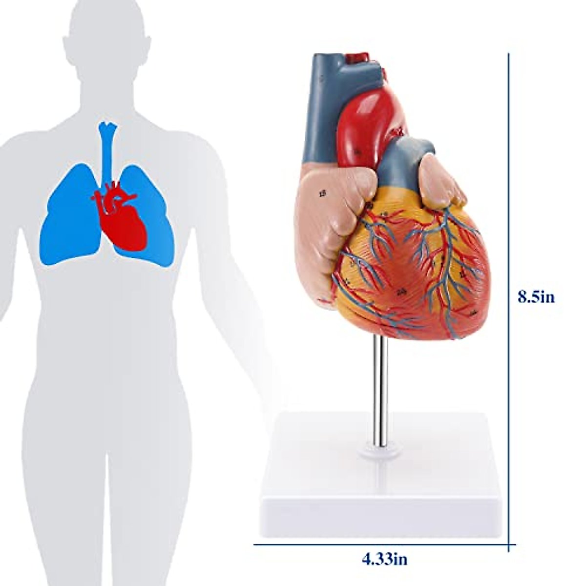 ASINTOD Human Heart Model, 2-Part Life Size Cardiac Anatomical Model, 48 Accurate Numbered Anatomical Structures with Number Manual, Magnets, Display Base