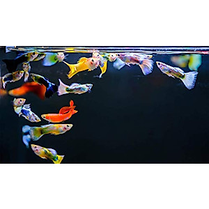 Twinstar A-Line LED Aquarium Light, Full Spectrum W-RGB, for Freshwater Planted Fish Tanks, Terrariums, 12"-48" with Adjustable Brackets - 12-17 in (30A)