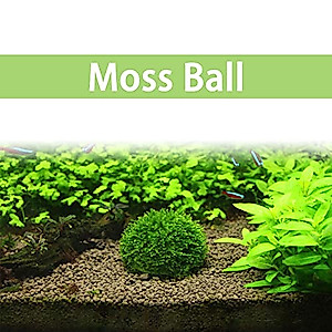 DGHAOP 2pcs Plastic Aquarium Shrimp Fish Tank Media Moss Ball Holder Fish Tank Accessories Home Decoration 5x3cm, Transparent