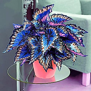 QAUZUY GARDEN 100 Rare Coleus Flower Seeds - Rare Color, Splendid Colorful Foliage Flower - Shade Garden Bonsai Patio Container Houseplant - Low-Maintenance