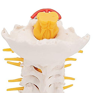 3B Scientific A72 Cervical Spinal Column - 3B Smart Anatomy