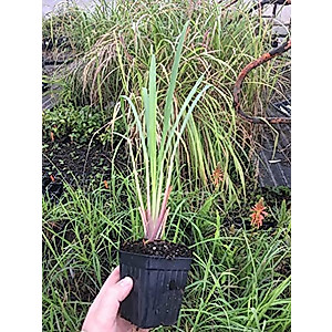 Lemongrass Plant- 3 Seperate in 2.25 Inch Size! Non GMO! Organic! Also Known As Fever Grass, Cymbopogon Citratus/by Daylily Nursery