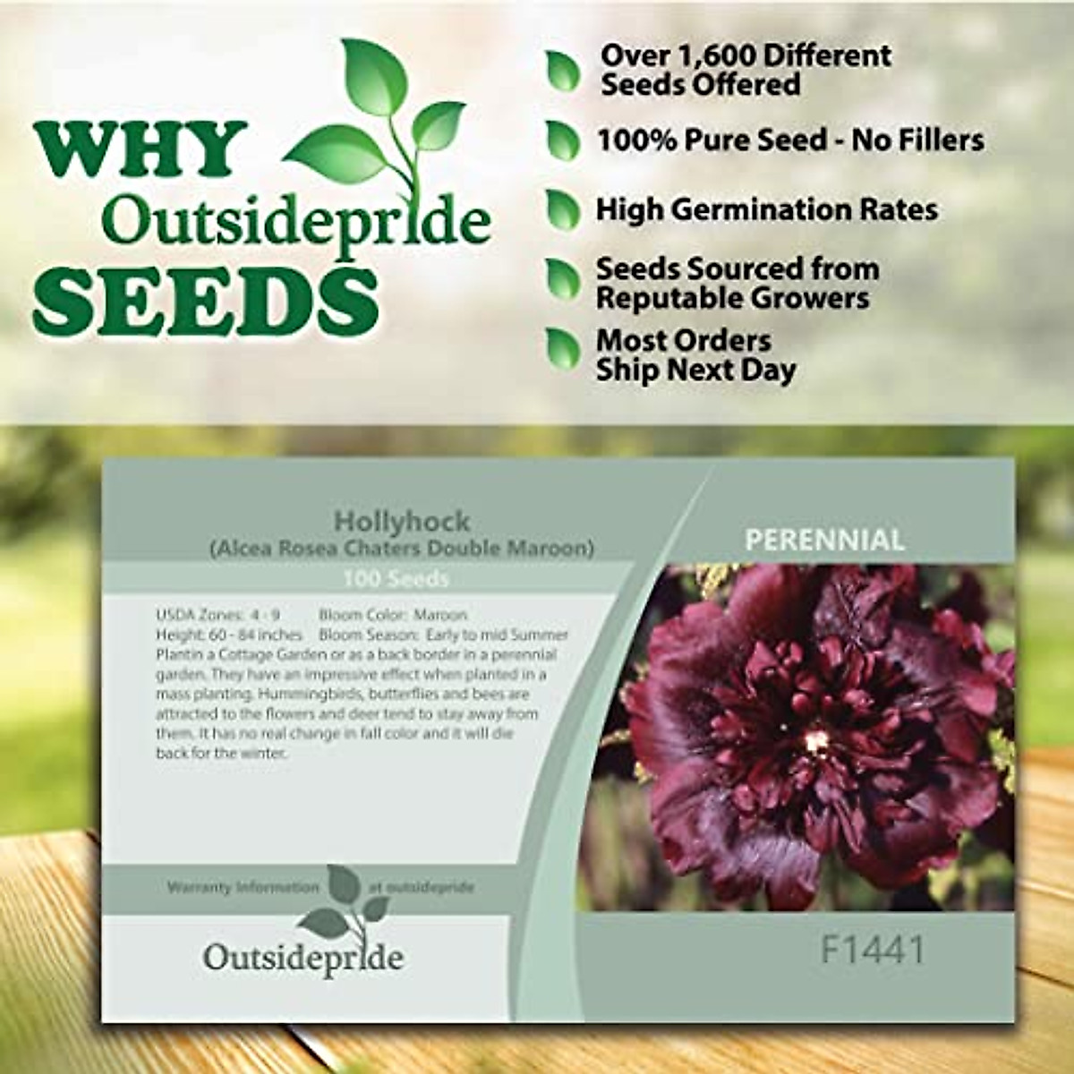 Outsidepride Perennial Alcea Rosea Chaters Double Maroon Hollyhock Garden Flower Climbing Vine Plants - 100 Seeds