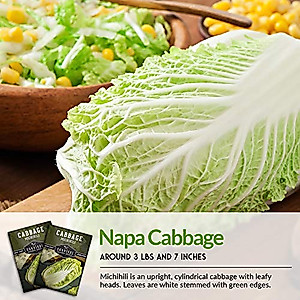Survival Garden Seeds - Michihili Napa / Nappa Cabbage Seed for Planting - Pack with Instructions to Plant and Grow Brassica Vegetables in Your Home Vegetable Garden - Non-GMO Heirloom Variety