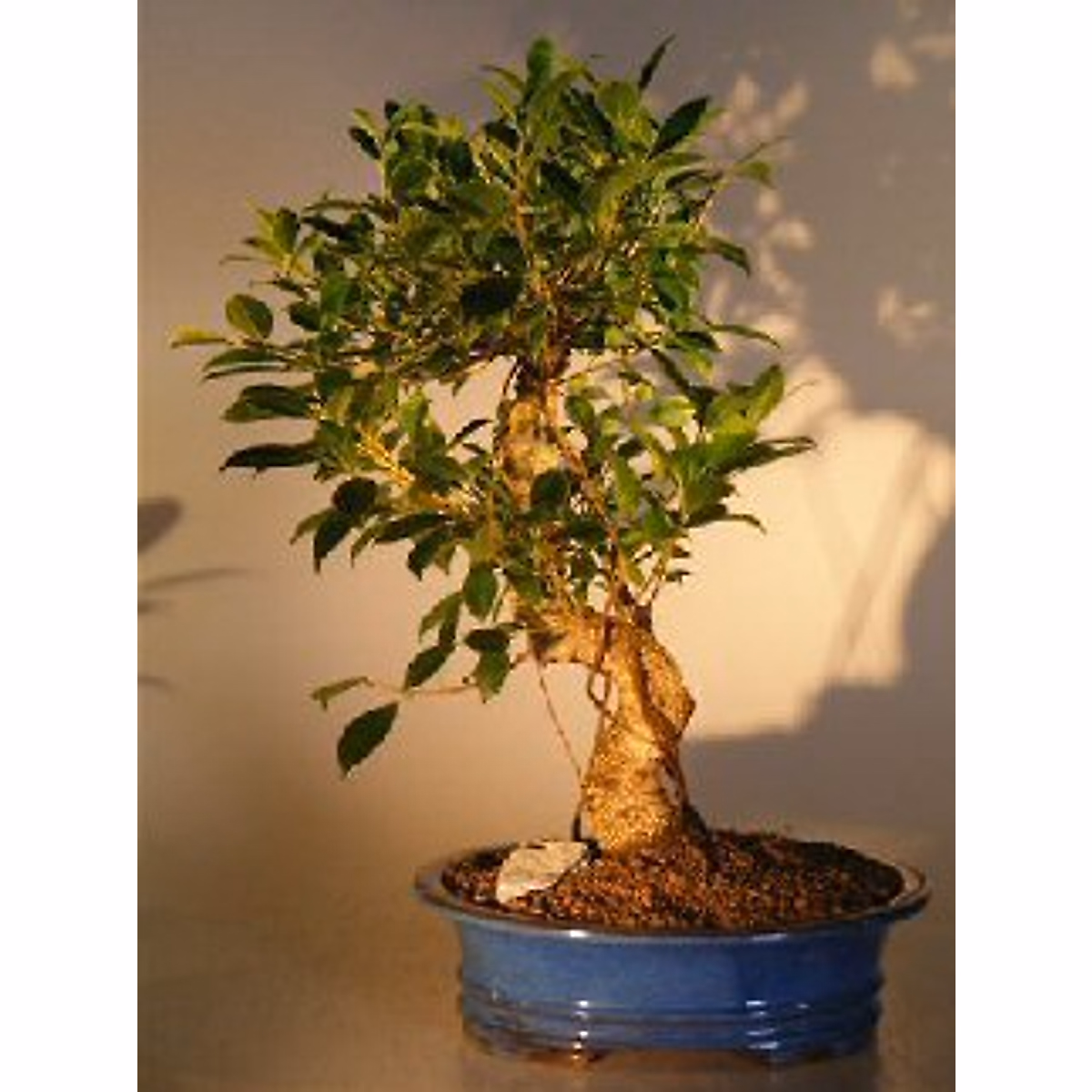 Bonsai Boy's Ficus Retusa Golden Coin Bonsai Tree Curved Trunk - Extra Large ficus retusa