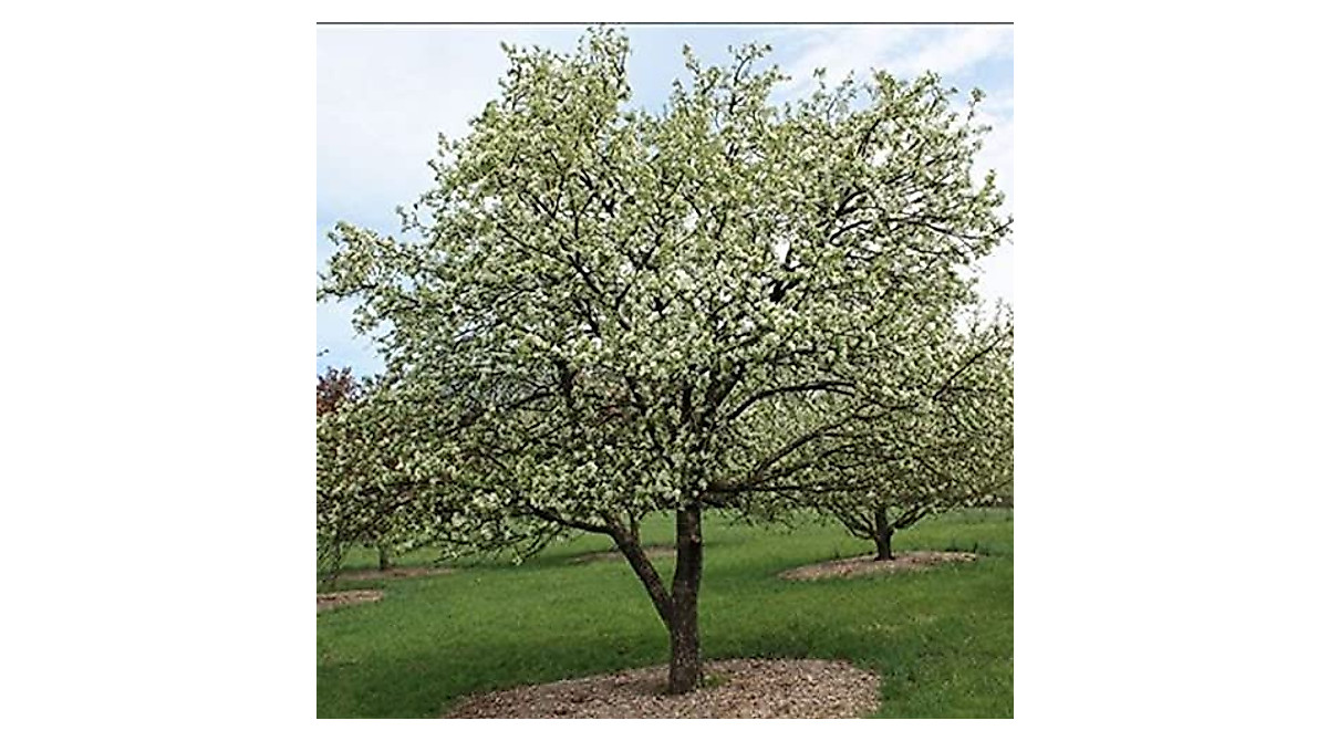 Buy 2 Dolgo Crabapple Trees - Hardy Live Plants