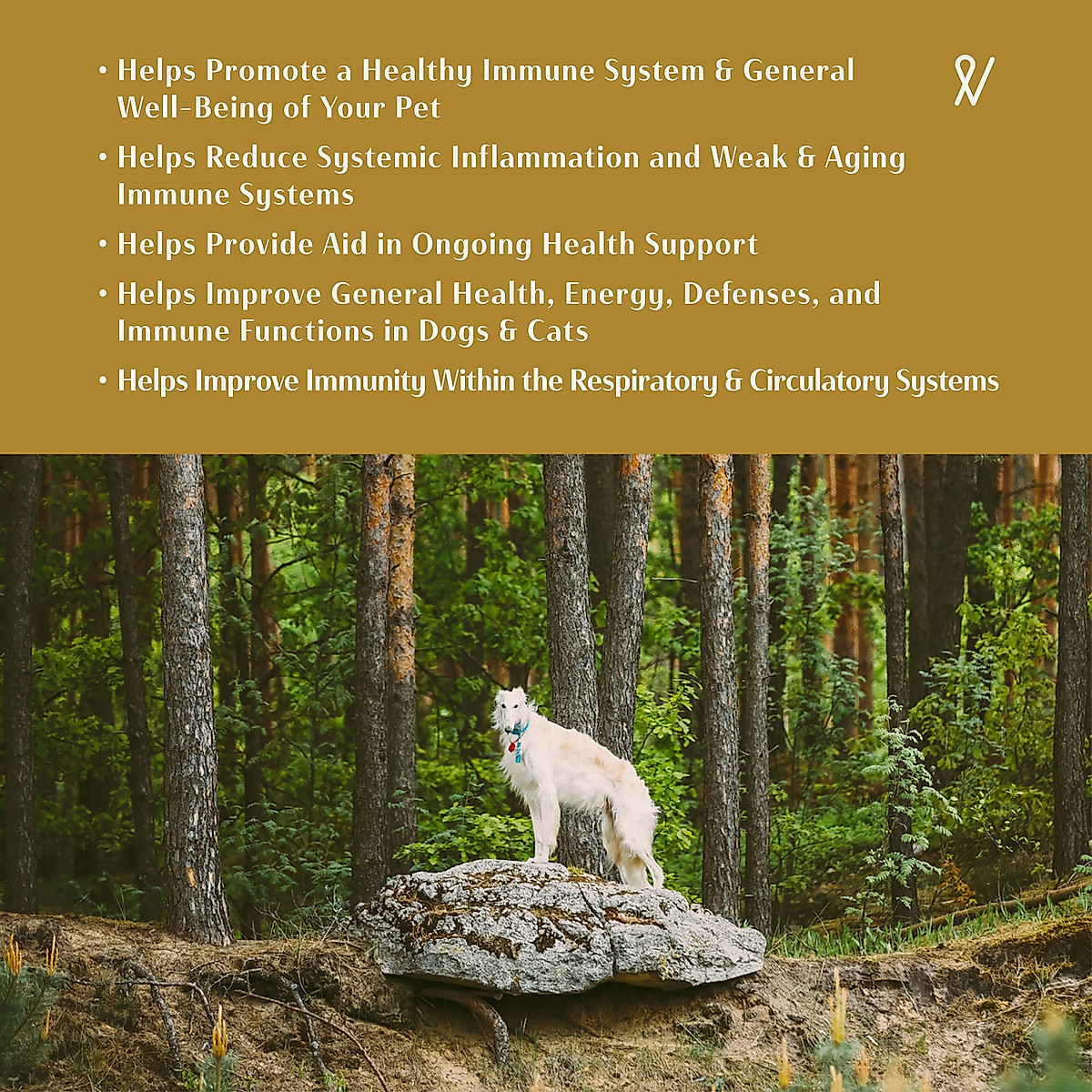 2024 Everpath Upgraded Immune Support for Dogs and Cats - 2 Fluid Ounces/60mls | USA Made| Strengthens & Improves Immune Health | Supports Overall Health and Vitality | Natural Solution for Pets