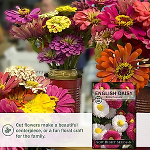 Sow Right Seeds - English Daisy Flower Seeds for Planting, Beautiful Flowers to Plant in Your Garden; Non-GMO Heirloom Seeds; Wonderful Gardening Gifts (1)