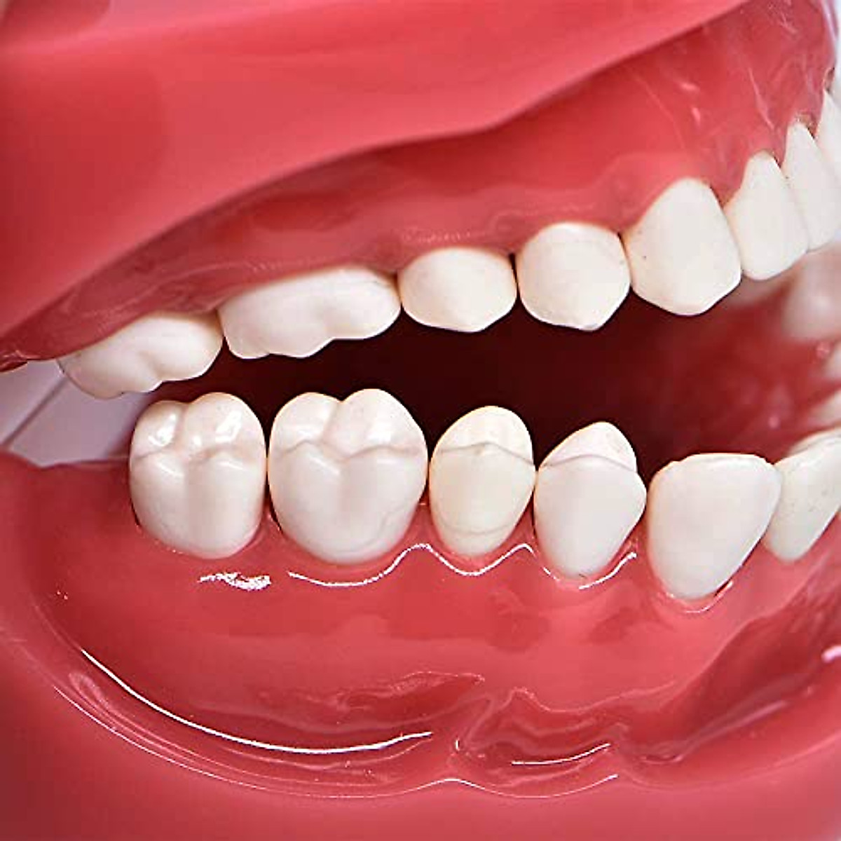 Dental Typodont Standard Teeth Model for Teaching Practice Demonstration Flossing Model for Adult