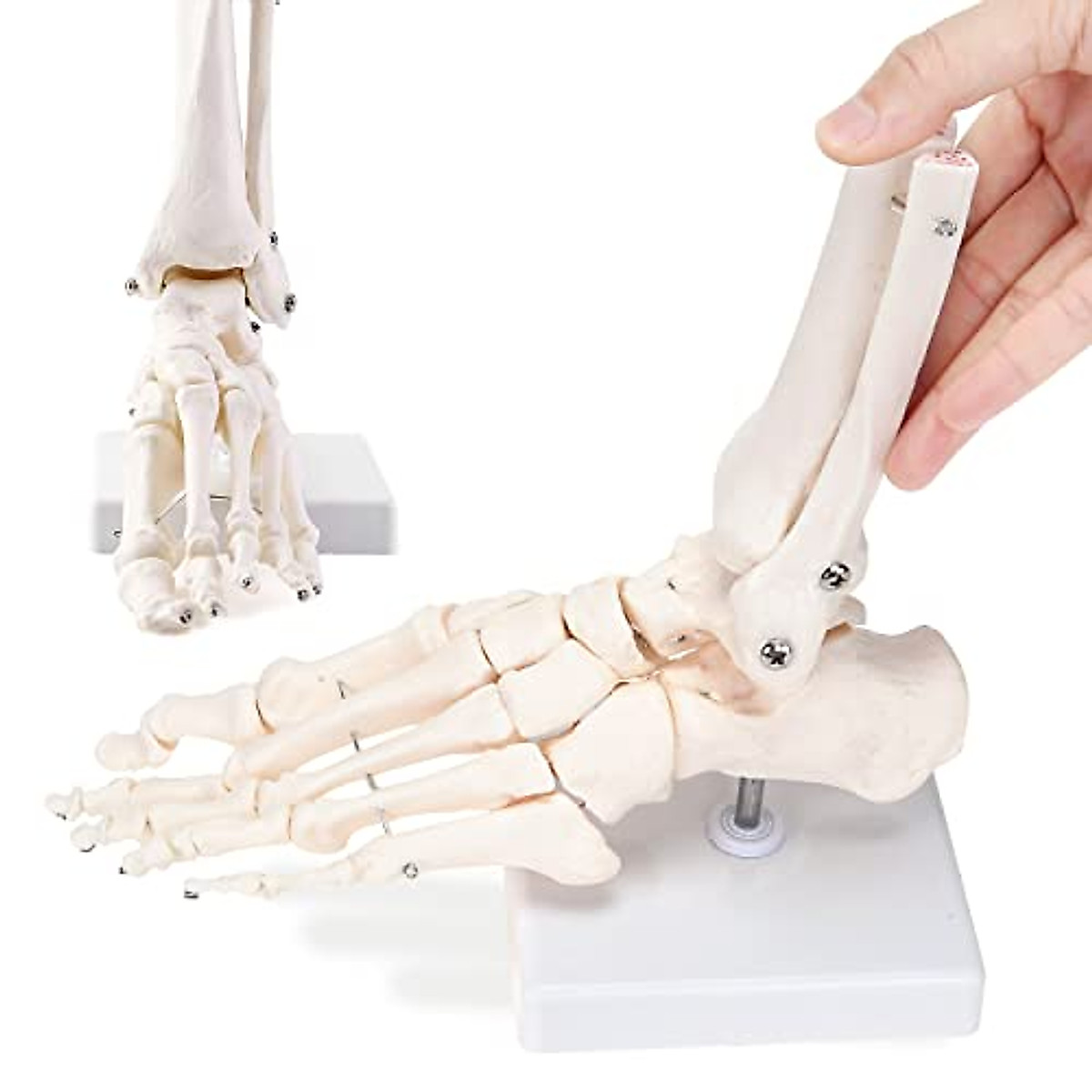 MIIRR Human Foot Skeletal Model,with Tibia and Fibula, Life Size Full Joint Model of Foot and Ankle, Suitable for Teaching and Research Tools