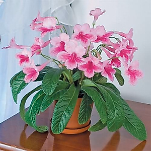 CHUXAY GARDEN Mix Streptocarpus Glandulosissimus,Cape Primrose 100 Seeds White Pink Purple Red Lovely Flowers Showy Accent Plant Easy to Grow & Maintain