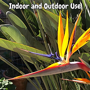 Bird of Paradise Potting Soil Mix (8 Quarts), All Natural Mix for Indoor/Outdoor Container Tropical Plants