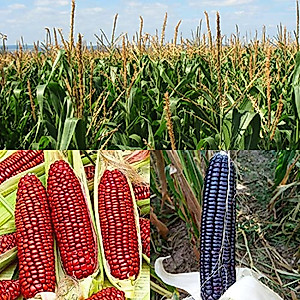 150+6Mix Corn Seeds for Planting Vegetables and Fruits,Glass Gem Corn Seeds ,Heirloom Seeds Non GMO Organic Garden Seeds