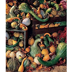 Burpee Ornamental Big Gourds Mix Gourd Seeds 25 seeds