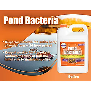 PondWorx Pond Bacteria - Formulated for Large Ponds, Water Features and Safe for Koi - Gallon