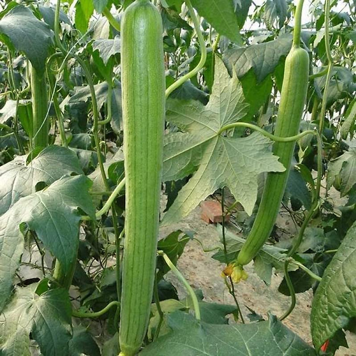 Super Long Luffa Seeds, 10 Seeds Asian Vegetable Seeds Garden Planting ...