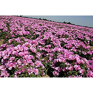 Godetia Cattleya Lilac Flower Seeds for Planting, 1500+ Flower Seeds Per Packet, (Isla's Garden Seeds), Non GMO & Heirloom Seeds, Scientific Name: Clarkia Amoena, Great Home Flower Garden Gift