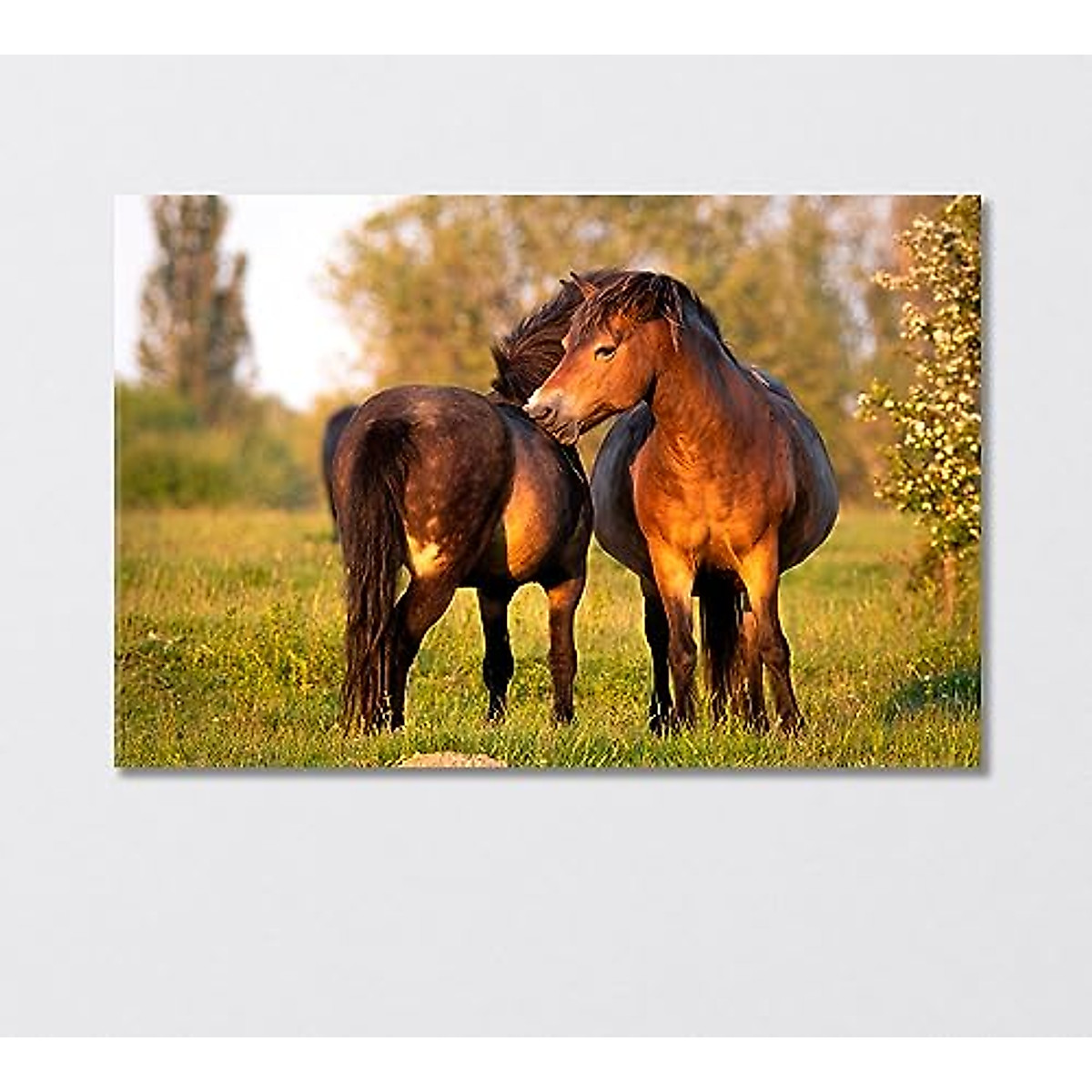 Pair of Exmoor Ponies Canvas Print 1 Panel / 36x24 inches