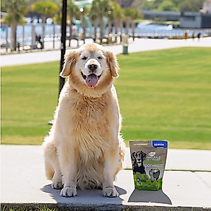 Ark Naturals Gray Muzzle Brushless Toothpaste, Senior Dog Dental Chews for Large Breeds, Vet Recommended for Plaque, Bacteria & Tartar Control, 1 Pack