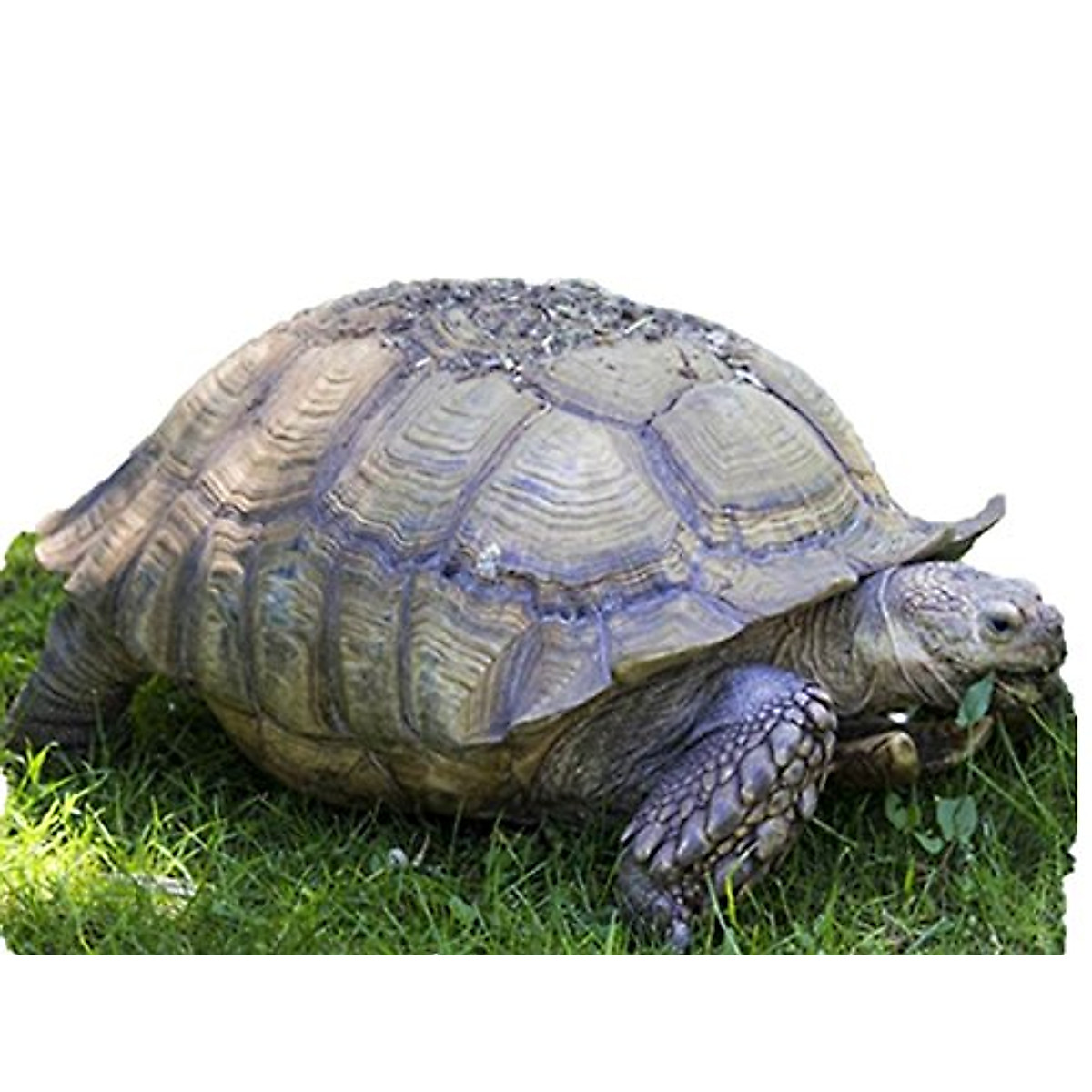 African Grasses Tortoise Blend Seeds - 1K Seeds, 1/8 oz - ST24