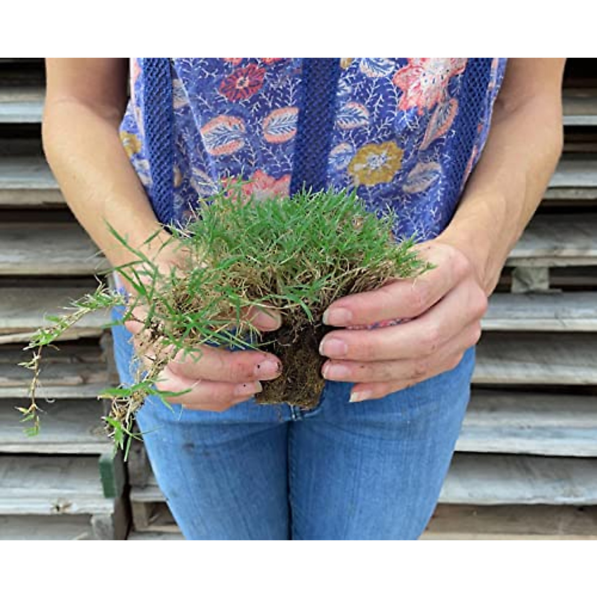 Tahoma 31 | Bermuda Grass Plugs - 100 Large Plugs, Fast Growing, Low Maintenance, Green