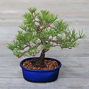 Wazakura Banko Series 2 Pieces Blue Handmade Bonsai Pot Set with Drainage Holes, Made in Japan Ceramic Garden Planter Pack, Glazed Houseplant Bowl - Blue Round 2PC Set