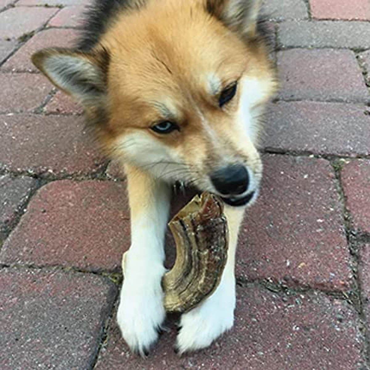 Icelandic+ Plus Large Lamb Horn Dog Chew