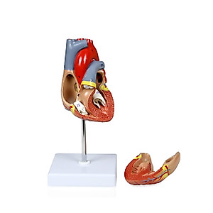 Vision Scientific VAC405-AN Life-Size Human Heart | 2 Parts | Anterior Wall Detachable to Reveal Ventricles, Atria, Valves, and The Aorta | Labelled Diagram Included