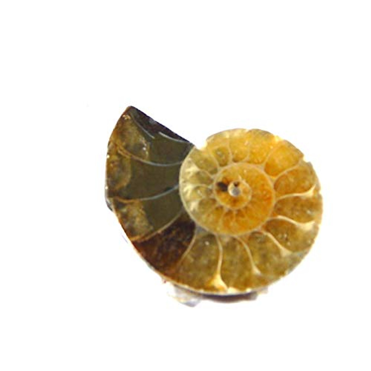 XUETZALCOATL Uttarah Sudarshan Shaligram 1.5cm - 2.5cm from Kali Gandaki 1 pcs