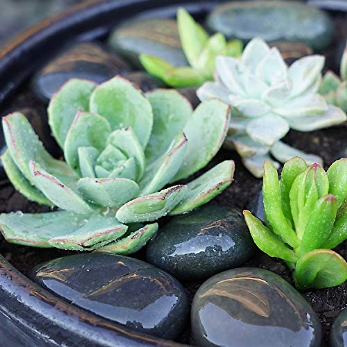 Mexican Beach Pebbles | 20 Pounds of Smooth Unpolished Stones | Hand-Picked, Premium Pebbles for Garden and Landscape Design | Black, 1 Inch - 2 Inch