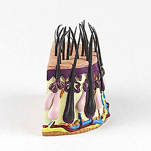 KH66ZKY Human Hair Anatomical Magnification Model - Skin Model - Hair Growth Process Hair Follicle Anatomy for School Teaching Equipment