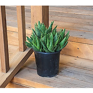 Succulents Plants Live Indoor Plants, Aloe Nobilis Plants Live Houseplants, Live Succulents Live Plants Indoor Succulent Plants, Indoor Plant Real Succulents Plants House Plants by Plants for Pets