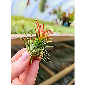 Small Air Plants - 3 Ionantha Fuego - 1 to 2 Inch Air Plant - Color & Form Varies by Season - 30 Day Guarantee on Tillandsia from The Drunken Gnome (3, One Size 1-2")