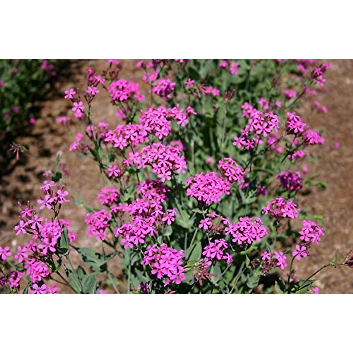 Catchfly Flower Seeds for Planting, 3000+ Seeds Per Packet, (Isla's Garden Seeds), Non GMO & Heirloom Seeds, Scientific Name: Silene, Great Home Flower Garden Gift