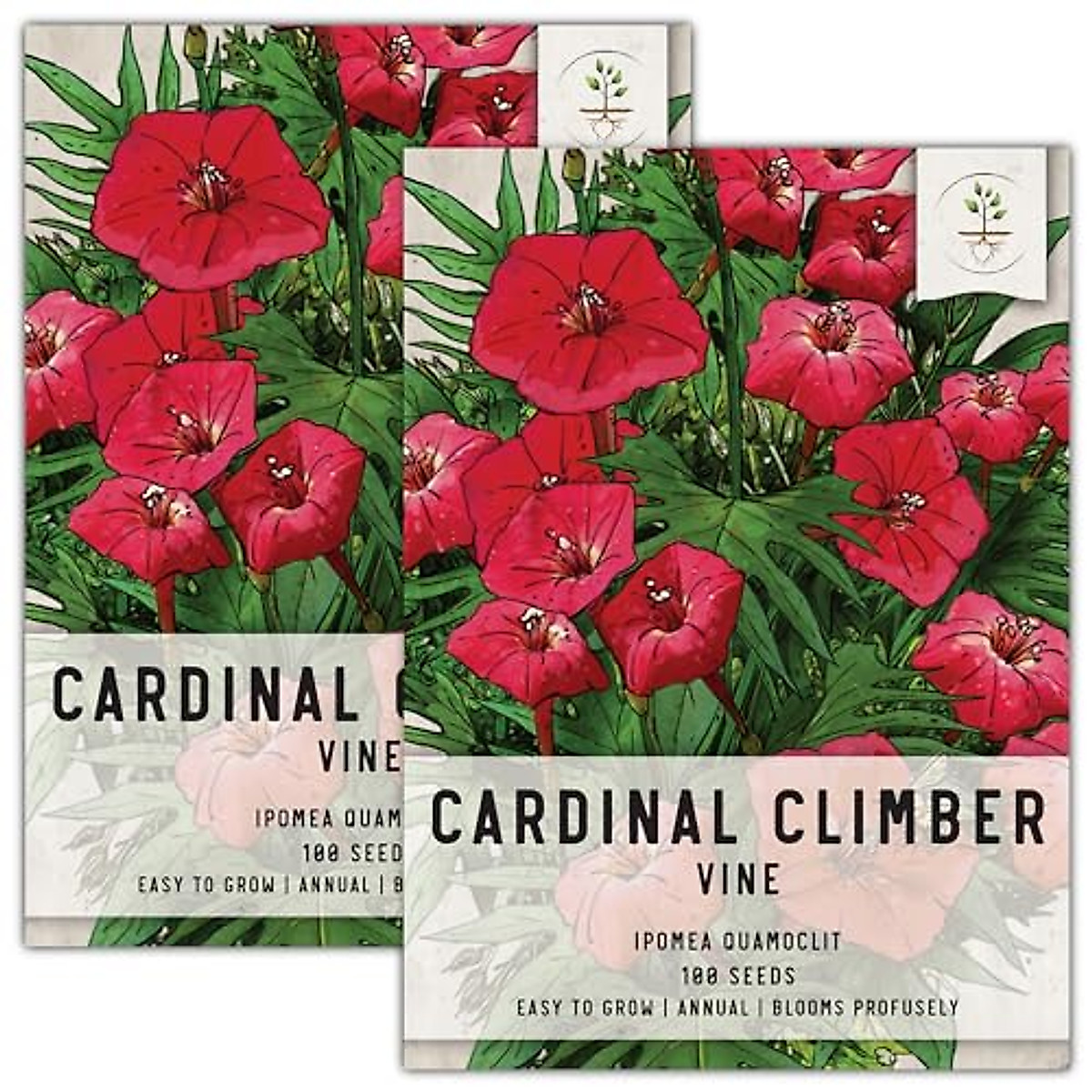 Seed Needs, Cardinal Climber Seeds - 100 Heirloom Seeds for Planting Ipomea Quamoclit - Open Pollinated & Untreated, Attracts Pollinators (2 Packs)