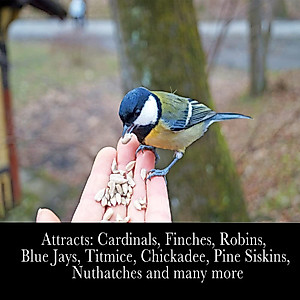 Desert Valley Sunflower Hearts and Chips Seed, All Natural, Non-GMO Premium Wild Bird and Wildlife Food (3 Pounds)