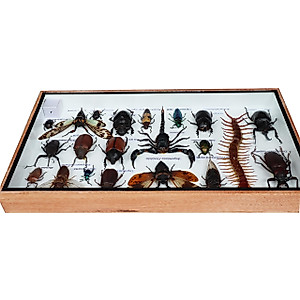 ThaiHonest Very Rare Real MIXS Insect Taxidermy Set in Boxes Display for Collectibles
