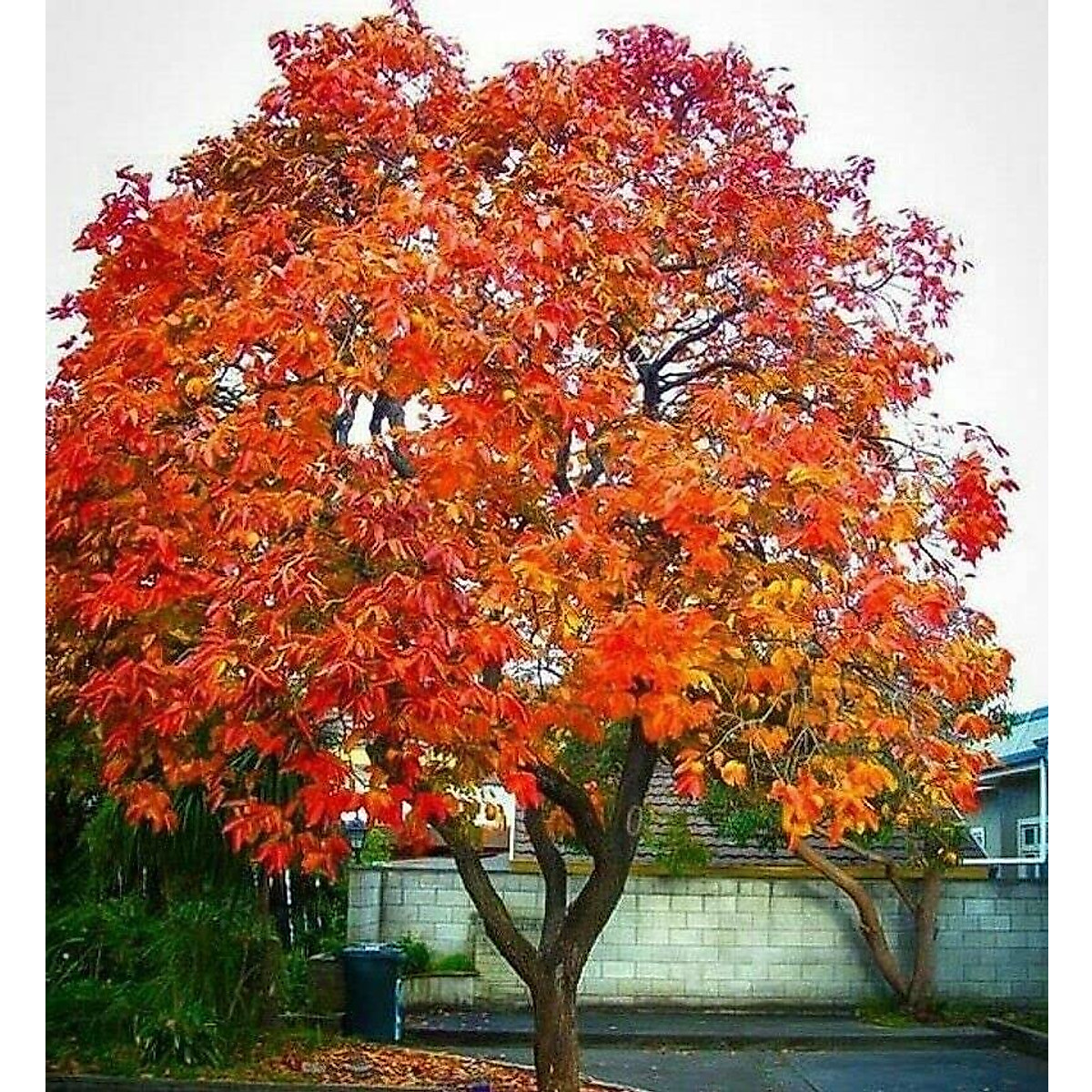 American Persimmon Tree - 6-12" Tall - 4" Pot - Live Plant - Diospyros virginiana