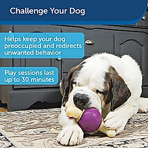 PetSafe Busy Buddy Bouncy Bone - Treat-Holding Toys for Dogs - Scented for Enhanced Sensory Stimulation - Rigorously Tested Ingredients - For Aggressive Chewers - Treat Refills Available - Purple, M/L