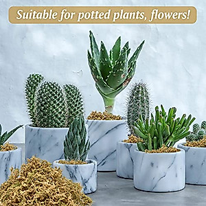 ZeeDix 2QT Dried Moss for Potted Plants Terrarium Decor Plant Natural Sphagnum Moss Potting Mix Soil for Carnivorous Plant, Orchid, Sarracenia, Succulent, Reptiles