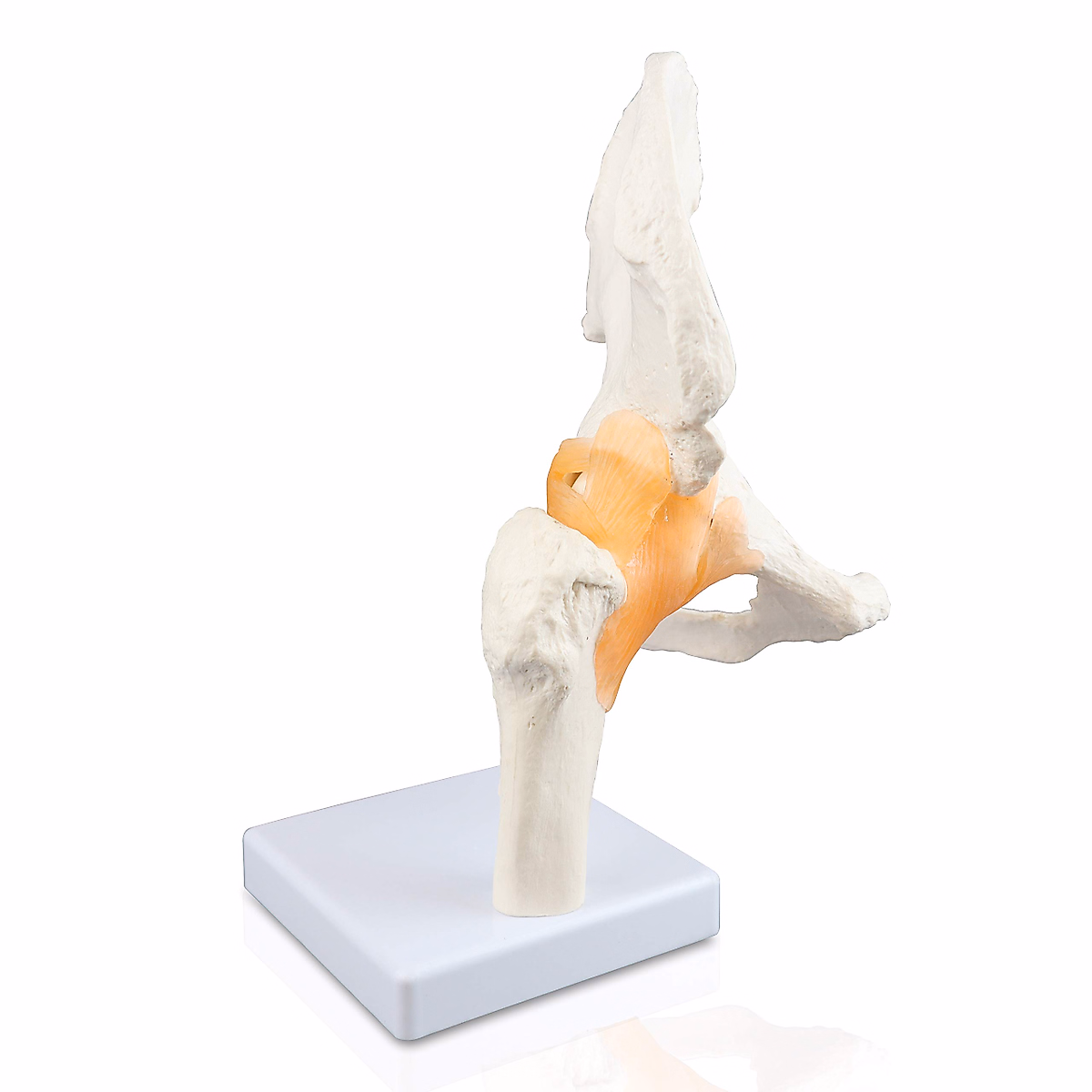 Vision Scientific VAJ233 Classic Functional Hip Joint Model, Articulates with Life-Like Flexible Ligaments, Features Femur, Hip Bone & Surrounding Ligaments